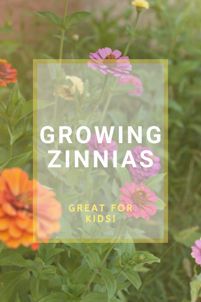 How To Grow Zinnias | An Easy Guide — justourbackyard.com